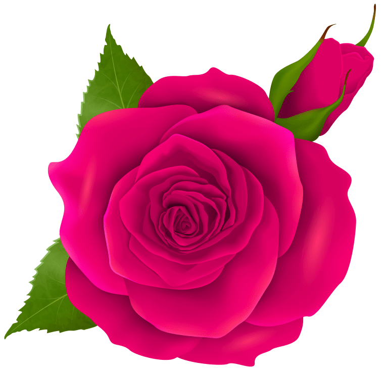 pink rose, Rose png transparent image, Garden roses - Graphic a2z