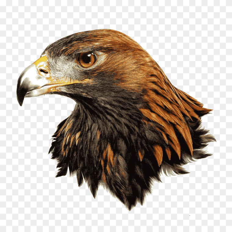 Golden eagle head transparent image free download - Graphic a2z